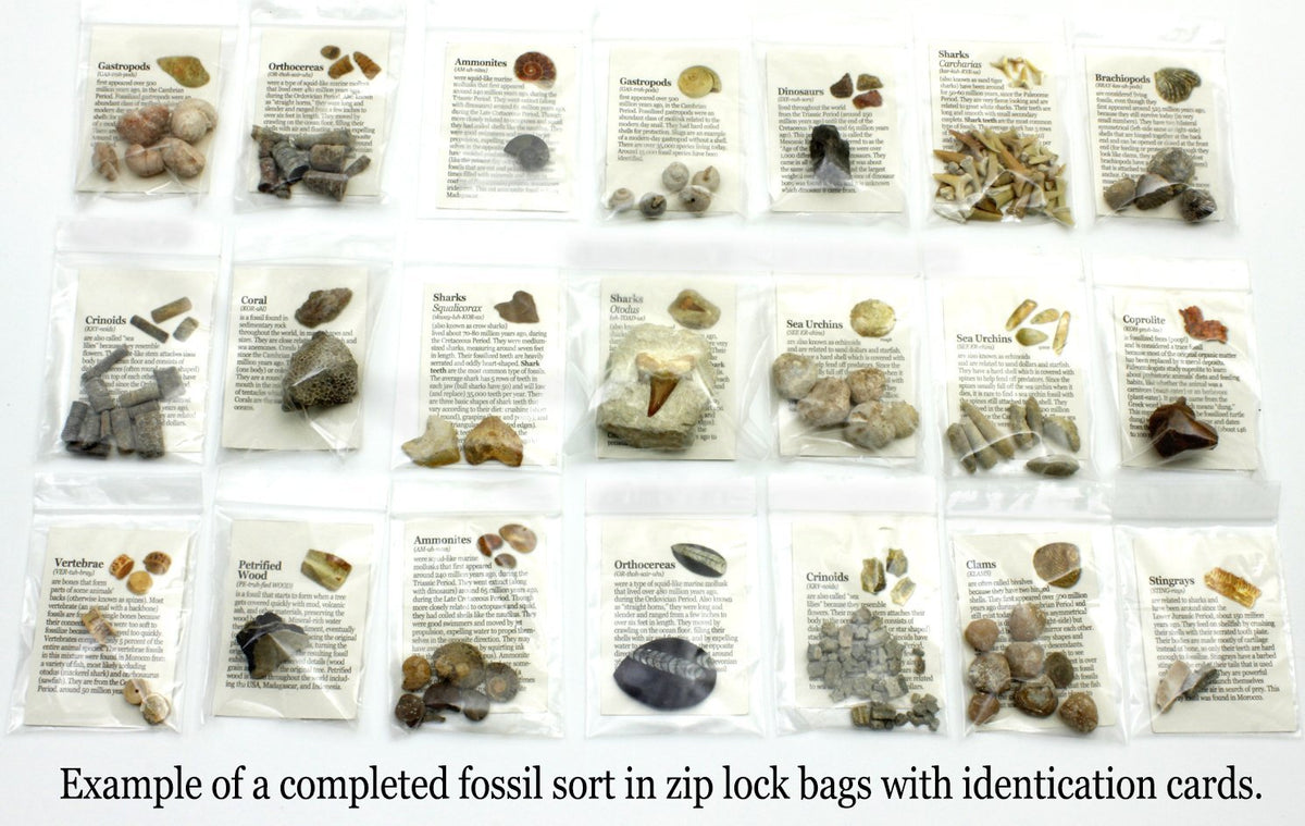 Buy Fossil Sorting Kit Activity Collection with over 100 Pcs – Dancing ...
