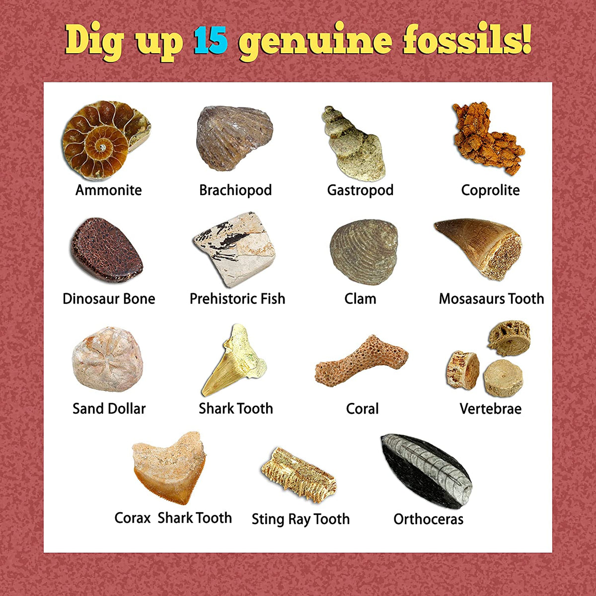 Buy Fossil Dig Kit | Excavate 15 Prehistoric Fossils