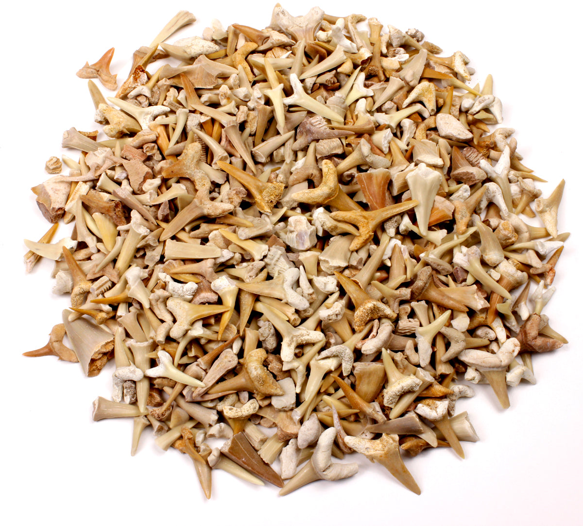 Buy 1 lb Shark Teeth Mix (500-800 Pc) | Fossil Collection
